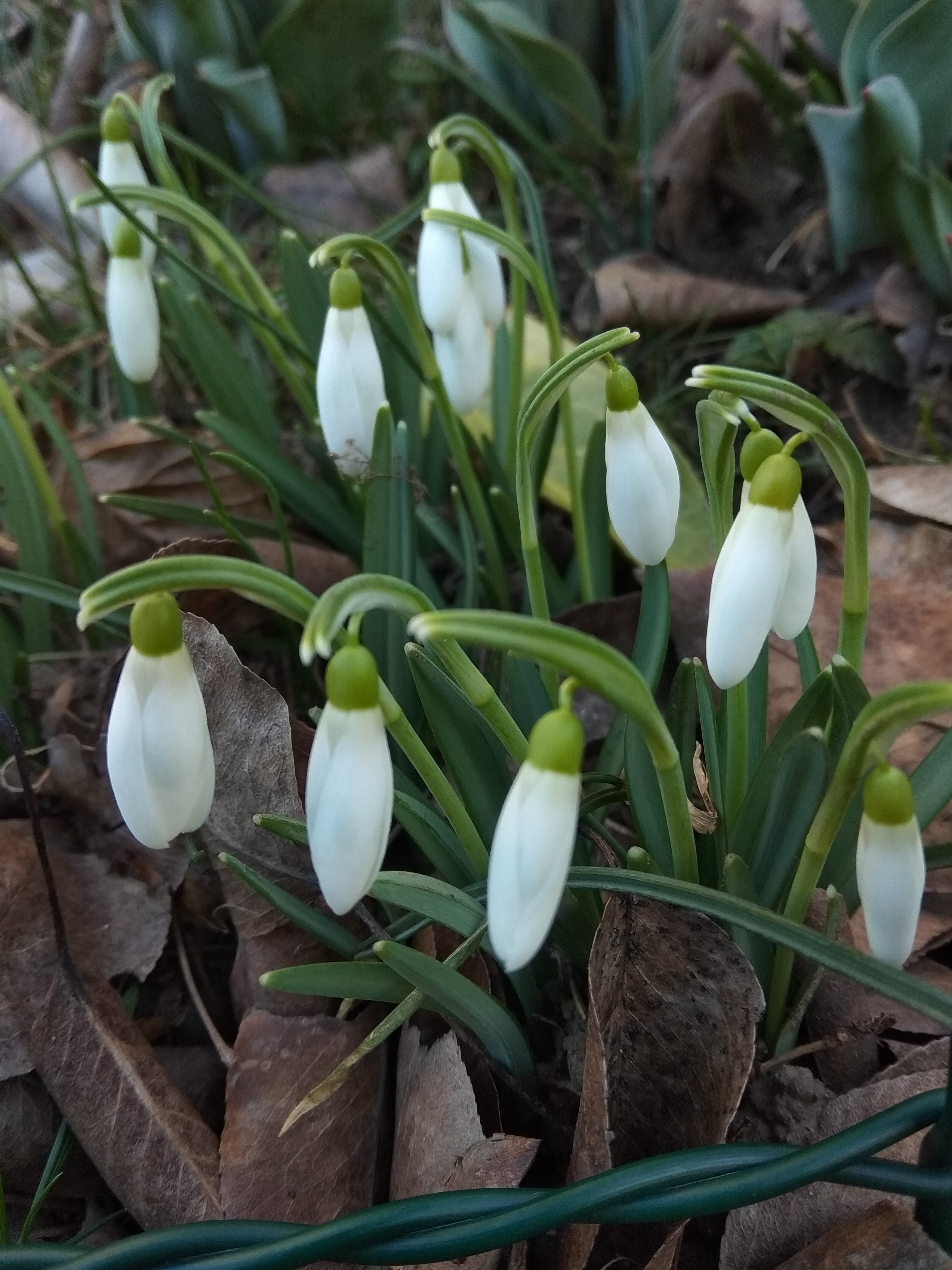 Spring Equinox 2019… – trippingdifferently